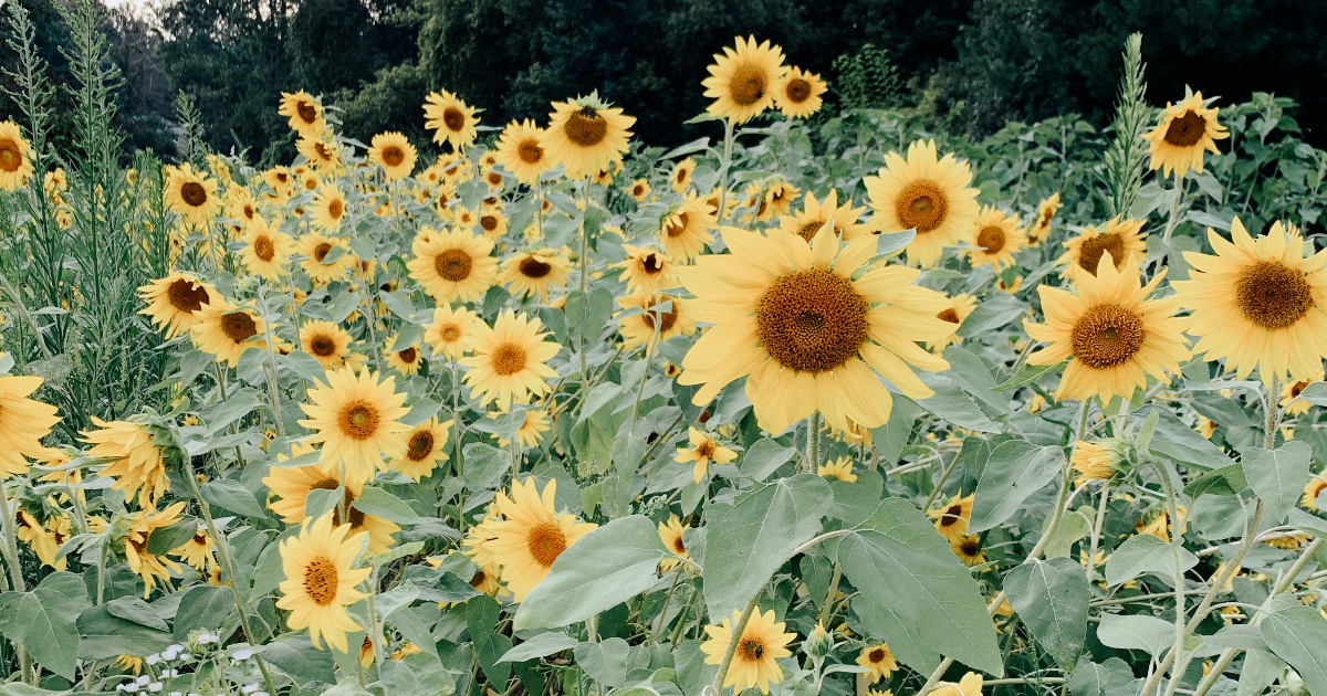 Insurance by Day, Sunflower Seeds by Night | Haddad Wilson Group