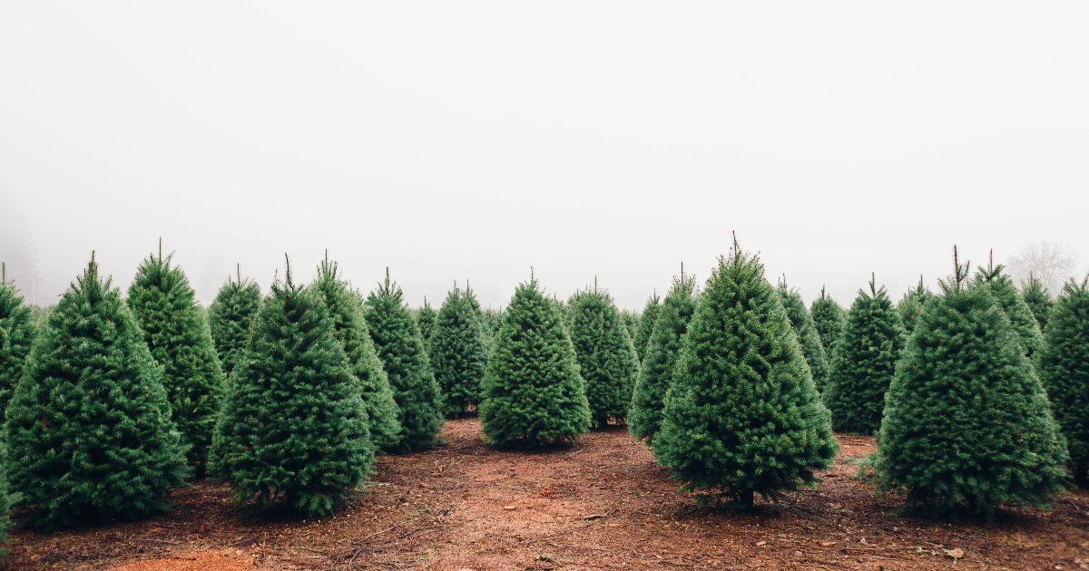 How to Pick the Perfect Christmas Tree | Haddad Wilson Group